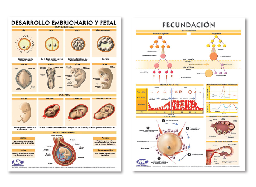 Lámina Doble Faz Fecundación/Desarrollo Embrionario 82X118 - DF 3385 ...